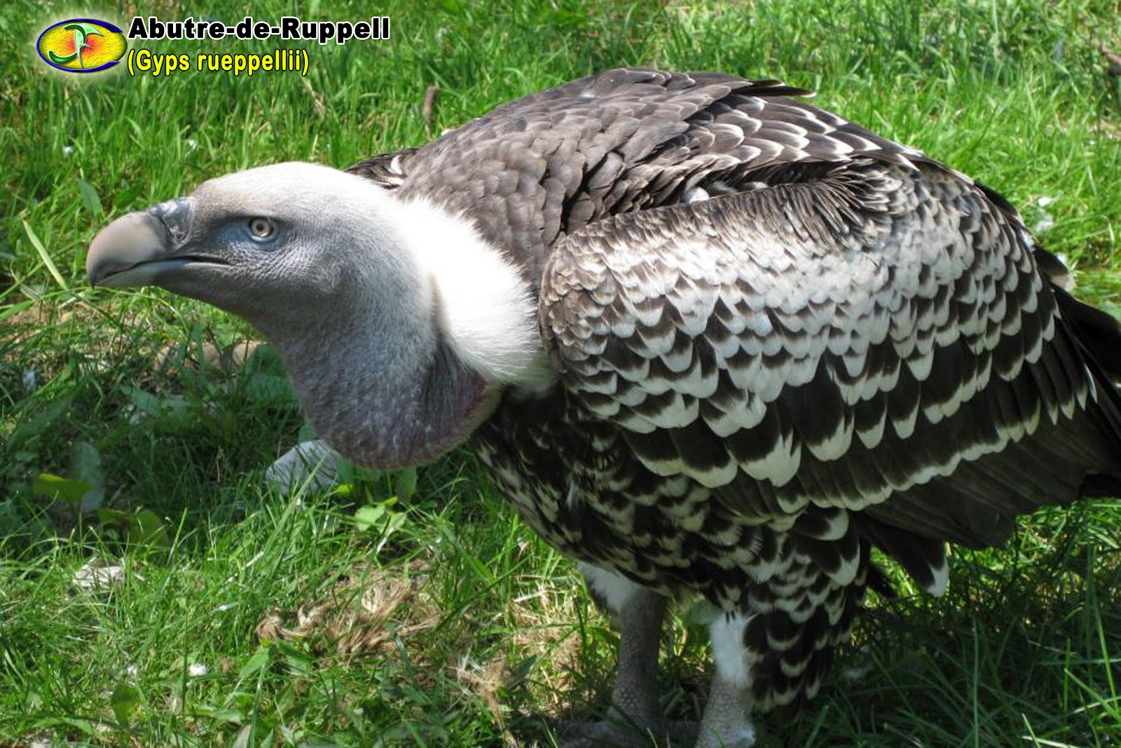 ORNITOLOGIA: Abutre-de-Ruppell (Gyps rueppellii)
