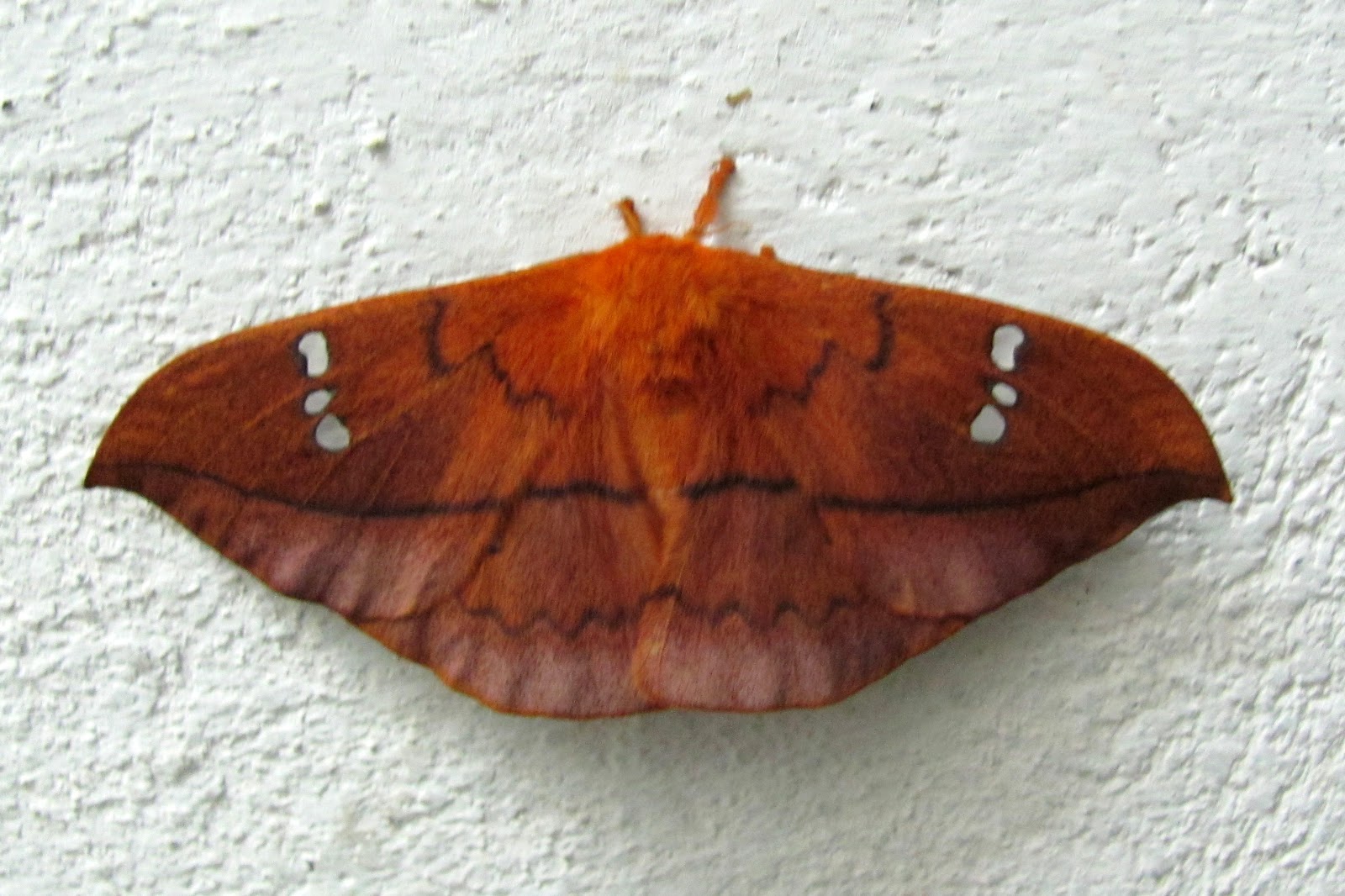 Moths of Bhutan: A preliminary checklist of Saturniidae (Wild Silk ...