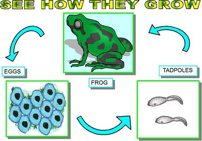 SAINS SEKOLAH RENDAH: BAGAIMANA HAIWAN MEMBESAR