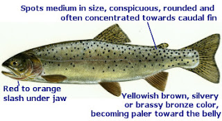 October 26th: Trout Identification Guide