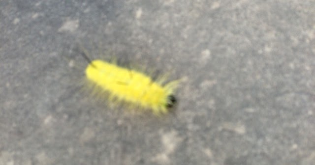 BLOBBY'S BLOG: Wooly Bully