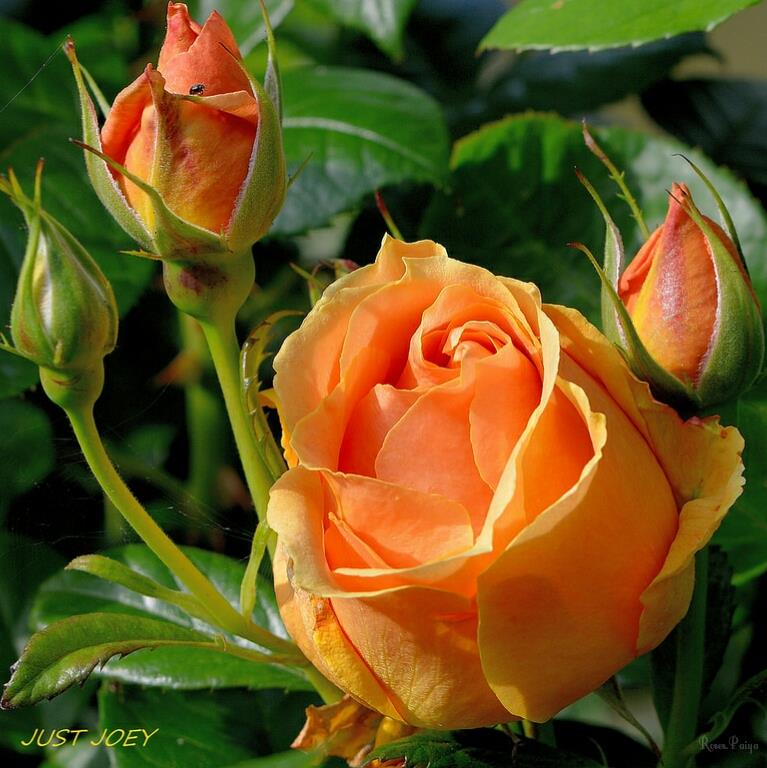 Most Beautiful Orange Colour Roses - Hd Wallpapers For Android, Desktop ...