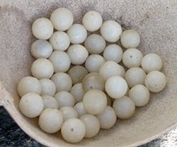 La Gazette de Babo: Tallipot