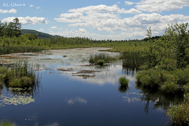 The Buckeye Botanist: Upstate New York I: Sphagnum Bogs and the White ...