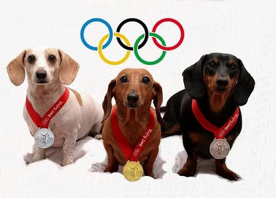 Newcastle Dog Olympics Charity Day - April 17 | Australian Dog Lover