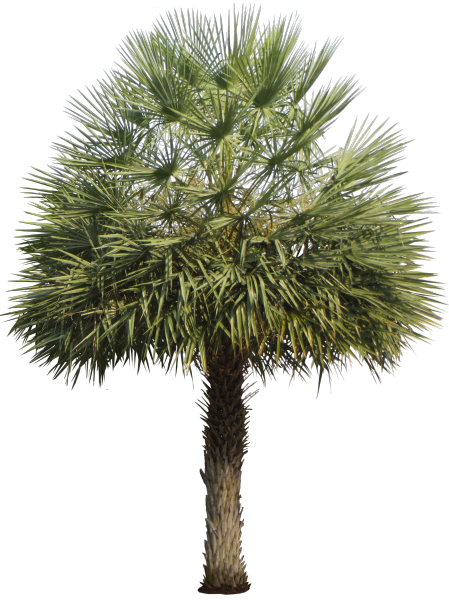 Tropical Plant Pictures: Copernicia alba ( Caranday wax palm)