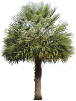 Tropical Plant Pictures: Copernicia alba ( Caranday wax palm)