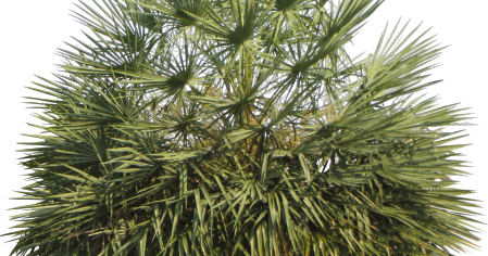 Tropical Plant Pictures: Copernicia alba ( Caranday wax palm)