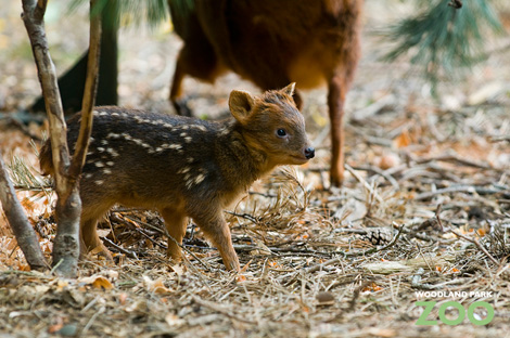 Cutest animals in the world: Pudu deer