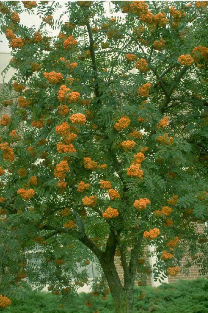 Beechwood Landscape Architecture and Construction: European Mountain ...