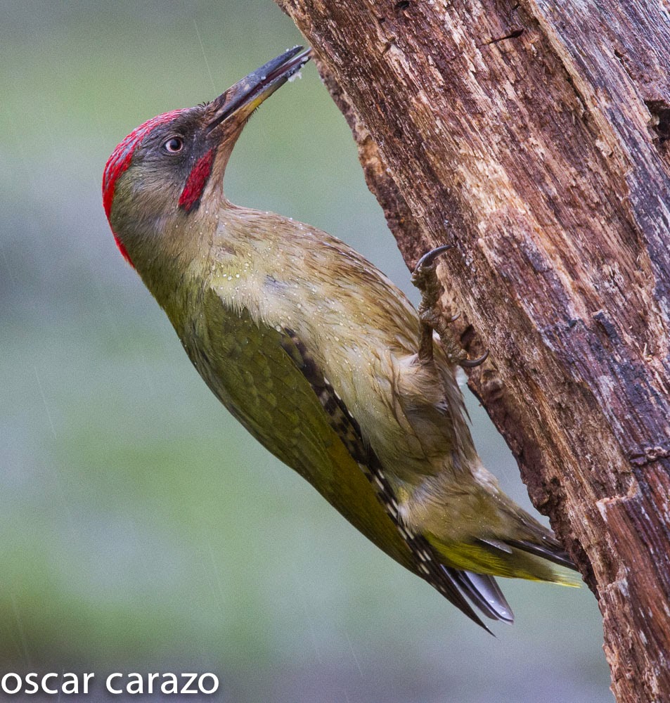 AVESANTURTZI: PITO REAL