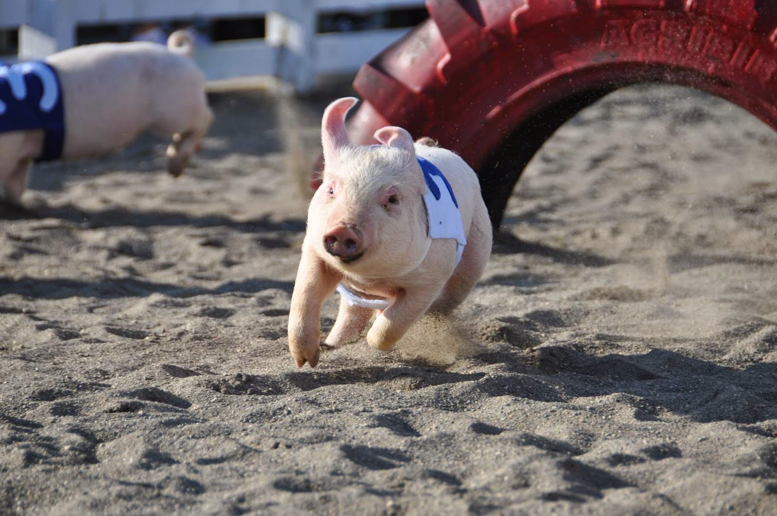 Andeana: 8 Activities you can do in Mother Farm [Part 2]