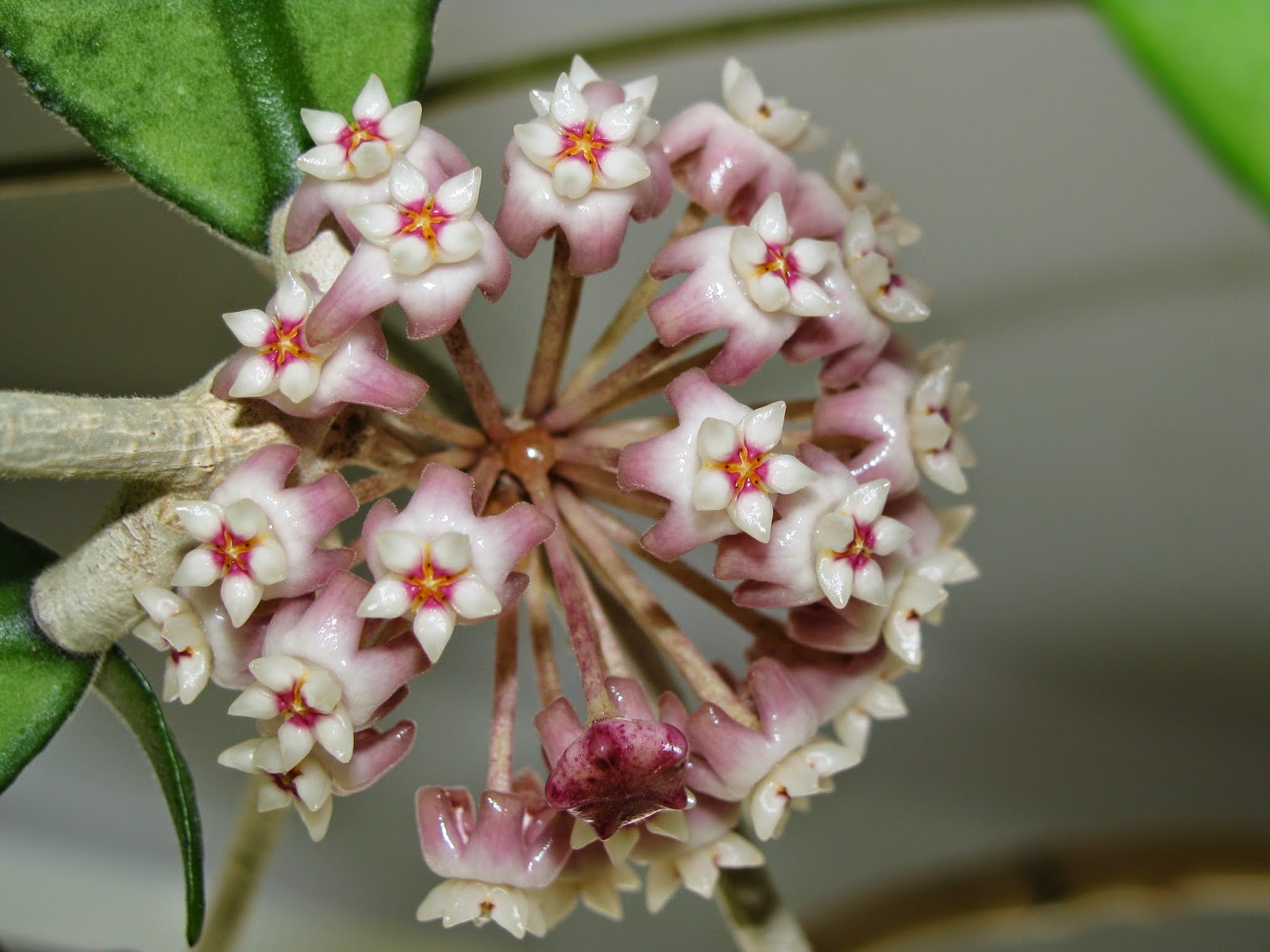 Хойя Фото Комнатный Цветок Приметы – Telegraph