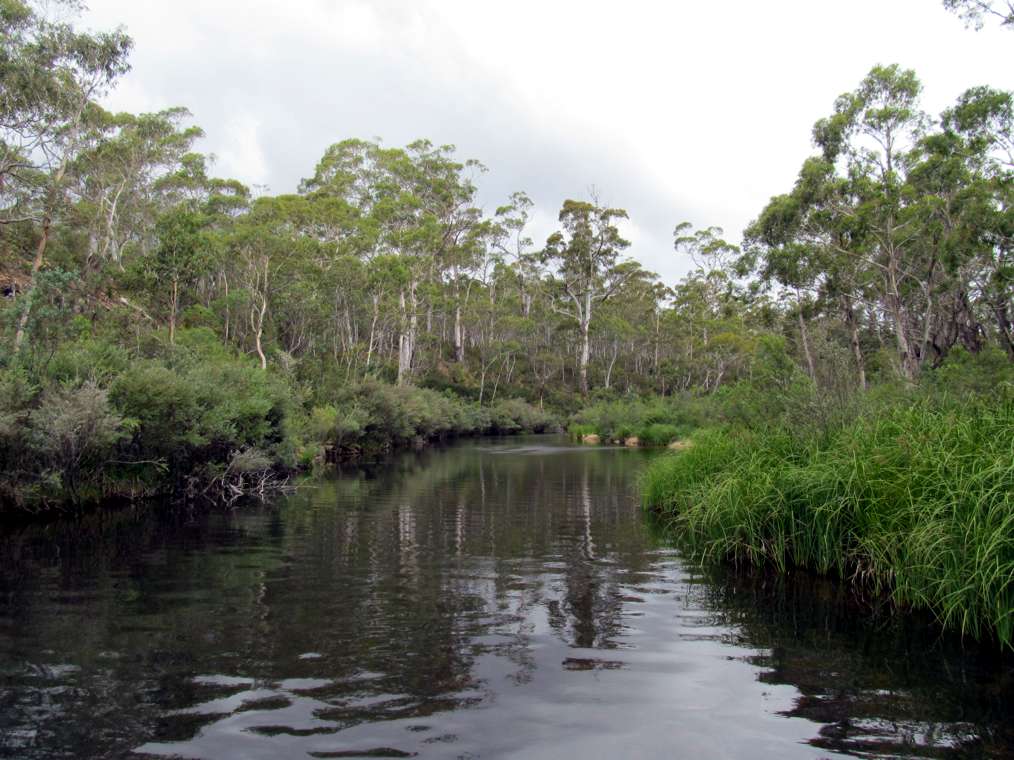 PhyloBotanist: Boxing Day trip to Deua National Park
