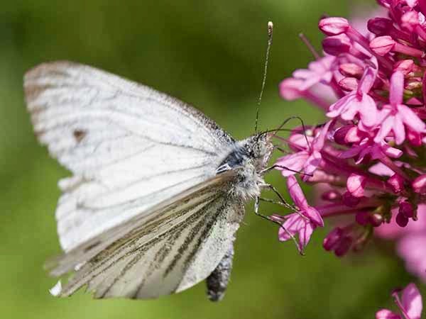 Day to Day Catholic: White Butterflies
