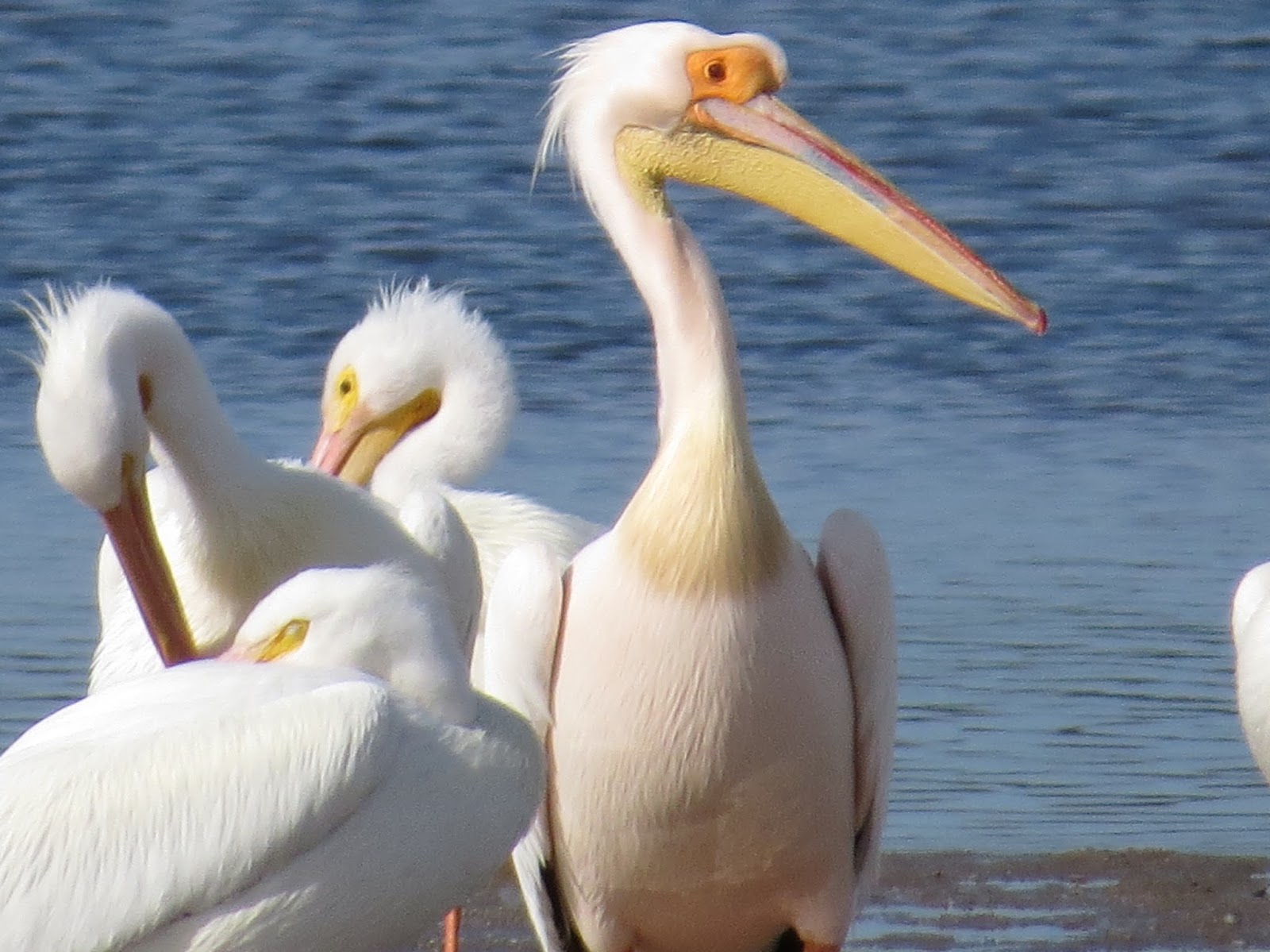 Florida Suncoast Birding: Great White Pelican