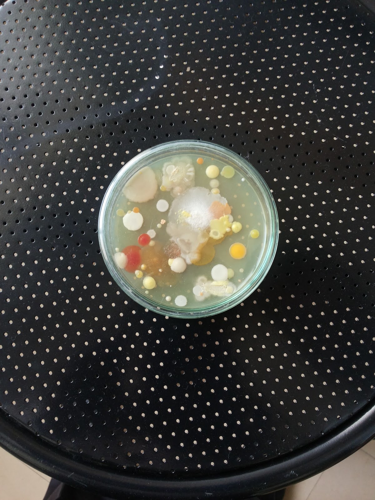 Ram Micro Arena : gram staining and air sampling plate at ngp college ...