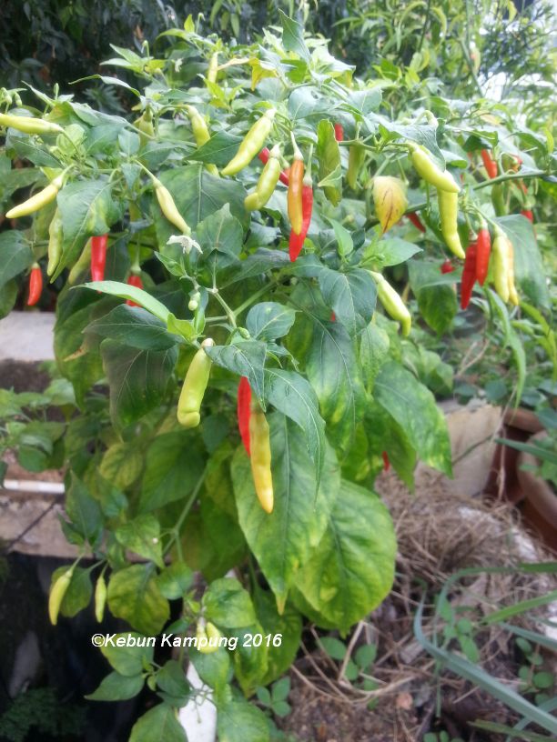 tuaian cabai melaka di kebun perumahan 19 Disember 2016