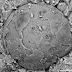 Rare fossilized embryos more than 500 million years old found
