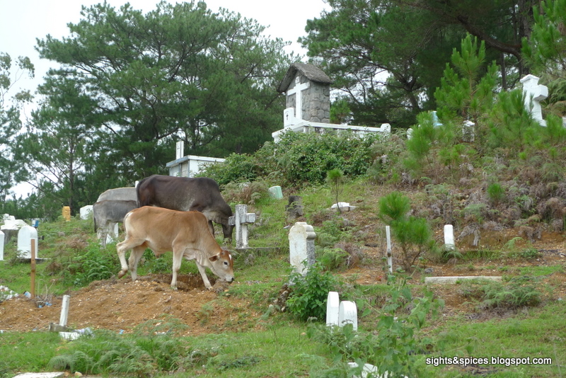 Sights and Spices: Sights: A Picturesque Adventure in SAGADA, MOUNTAIN ...