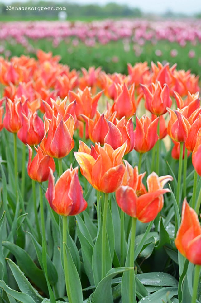 33 Shades of Green: A Walk Through the Tulips