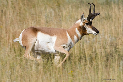 Antelope Animal Facts And Pictures | All Wildlife Photographs