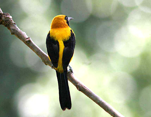 Bellas Aves de El Salvador: Icterus chrysater (chiltota de espalda ...