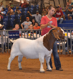 Goat Rancher Update: Top winners at 2012 ABGA National Show
