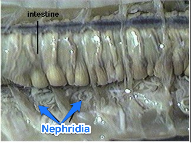 Biology 11: Worm Dissection