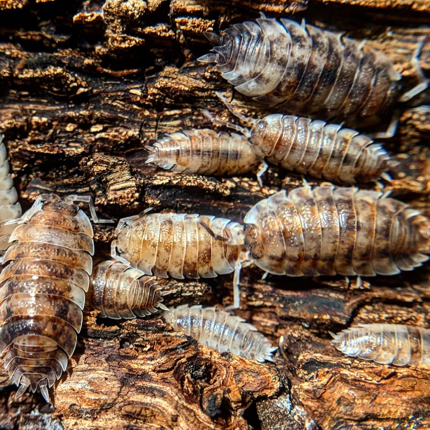 Cycloptic Exotics Availability