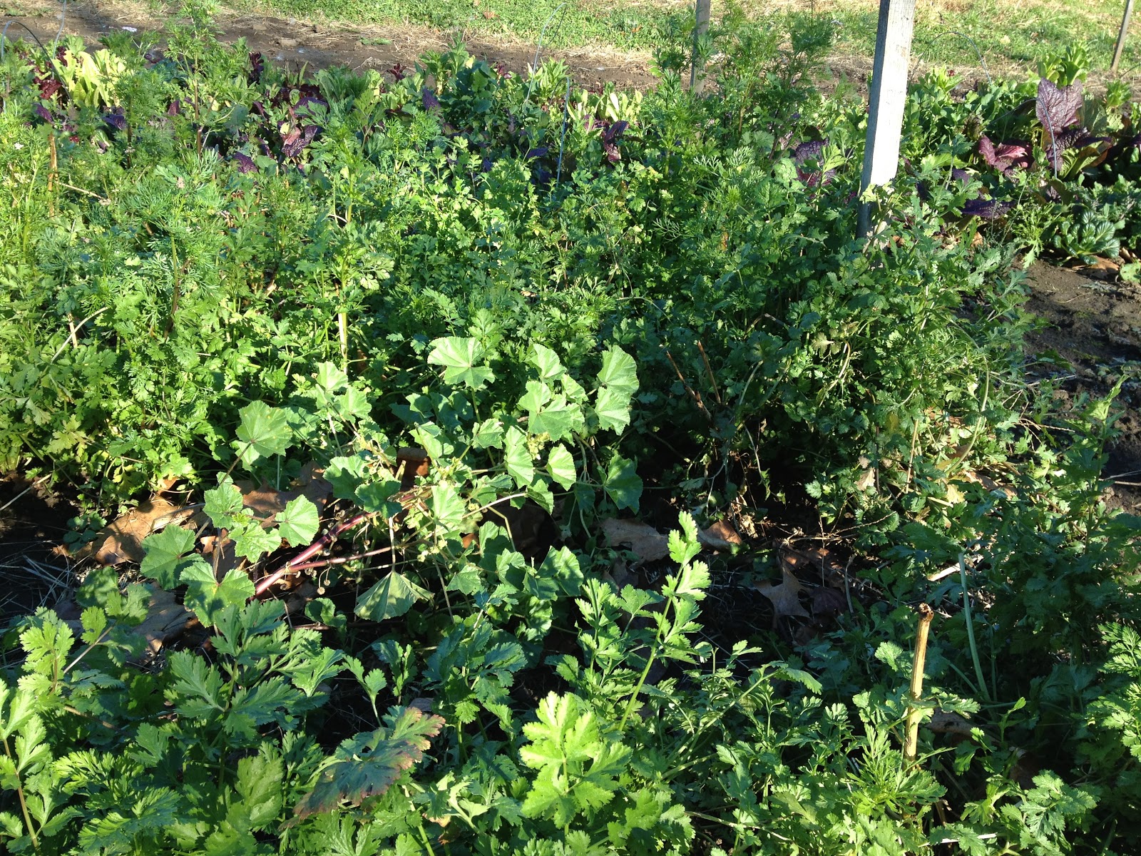 EcoHouse at Spring Valley Student Farm: Emergency Update