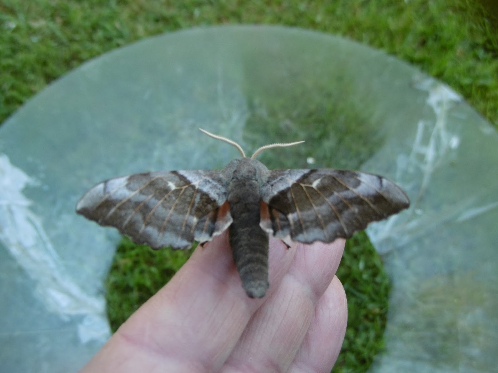Martin's Moths: Curly
