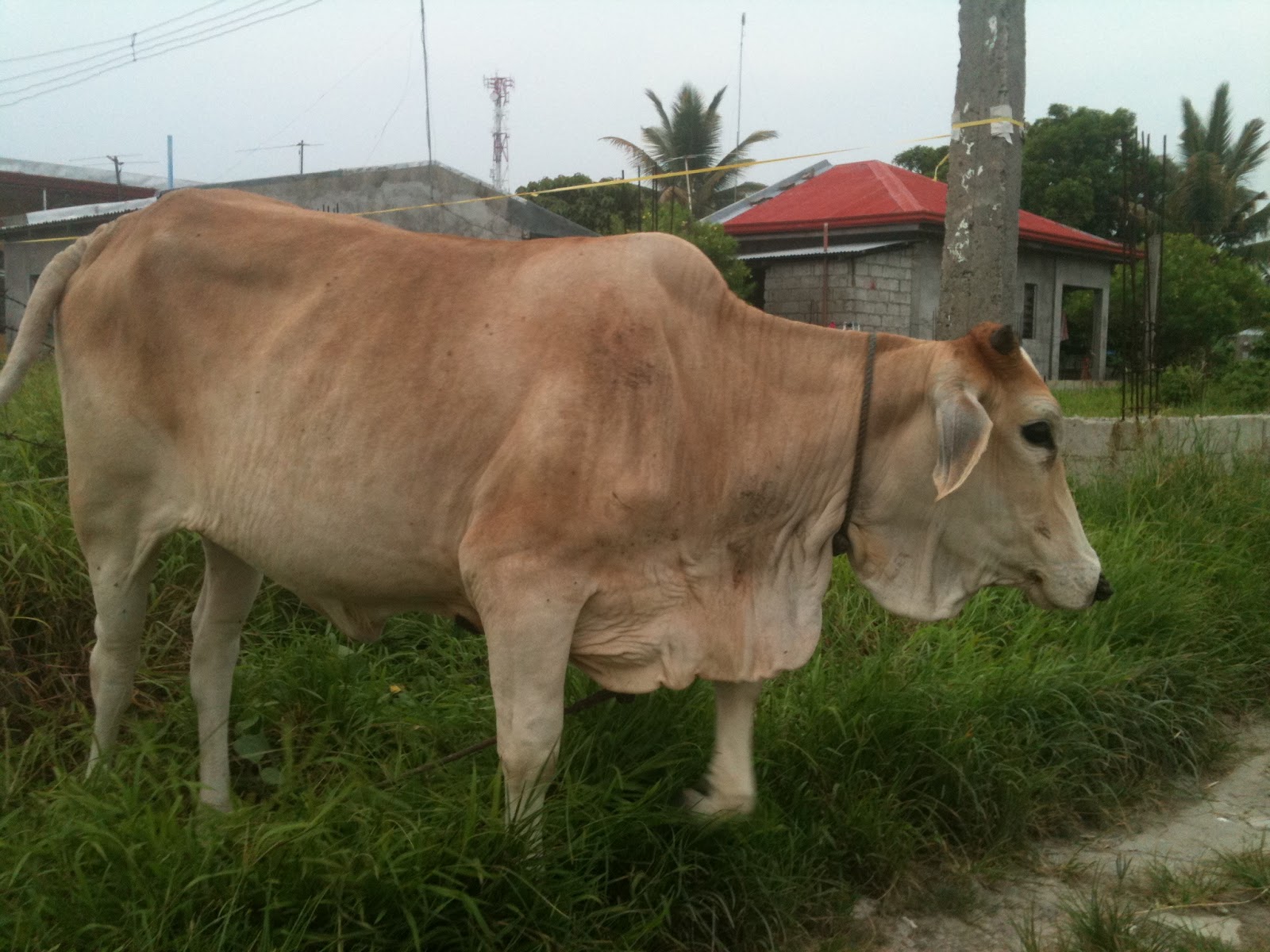 Goodie and Cheapie: Female And Male Brahman White Or Brown Available ...
