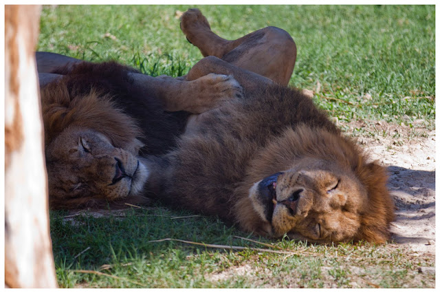 To Taiwan and Back Again...: The Shoushan Zoo (壽山動物園)