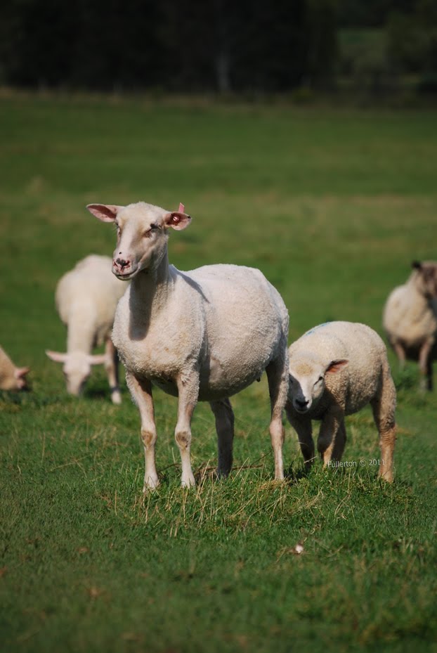 Crystal Fullerton Fine Art: August 2011