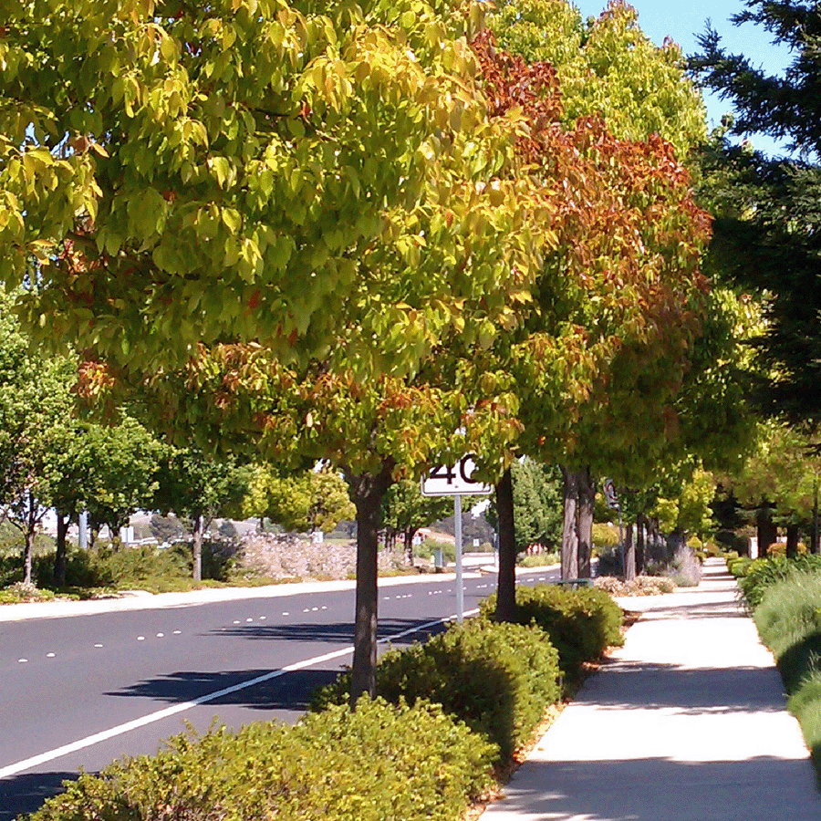 Eden By The Bay: Street Trees Through the Seasons - Ficus spp.