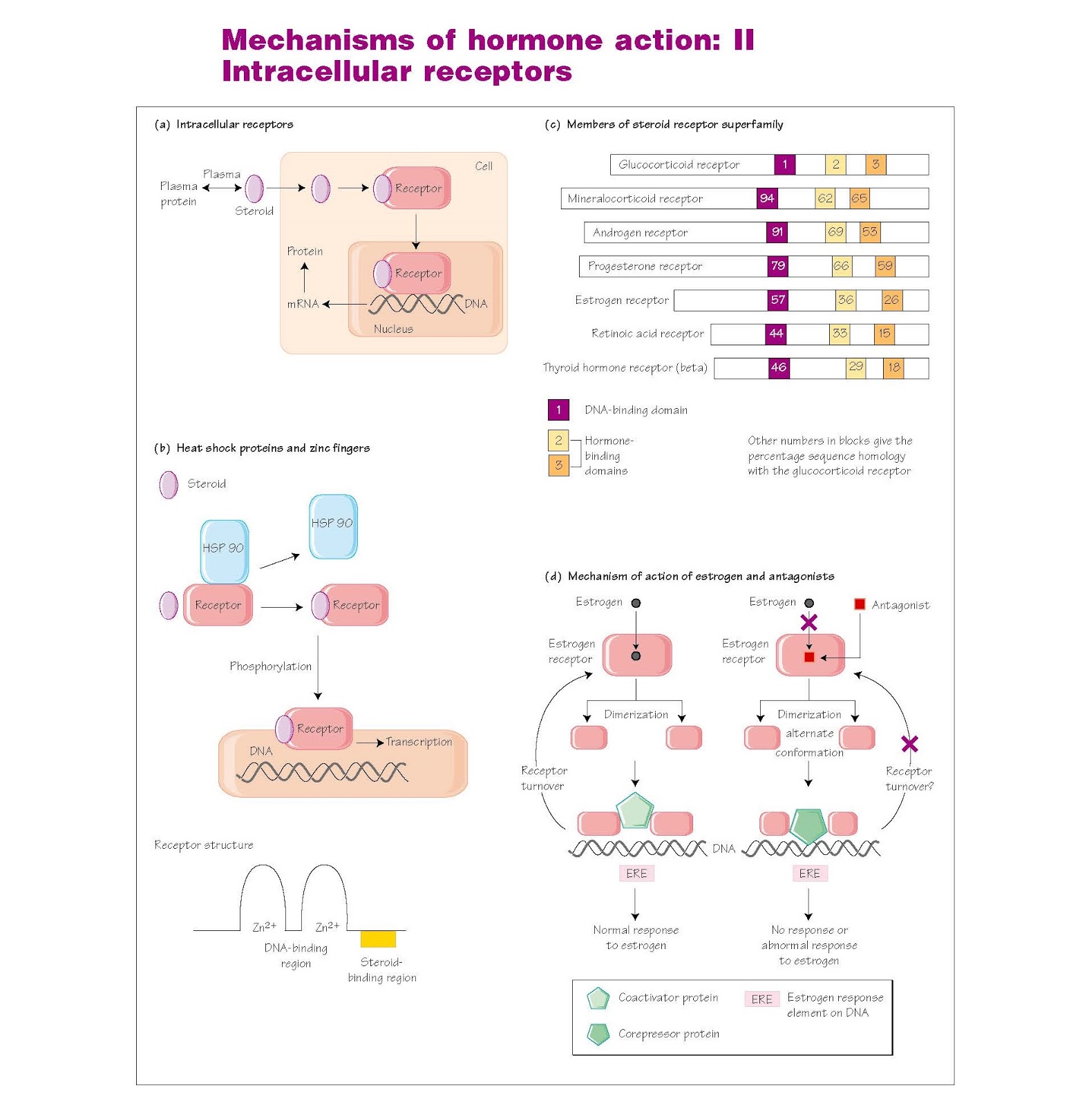 Mechanisms Of Hormone Action: II Intracellular Receptors - pediagenosis