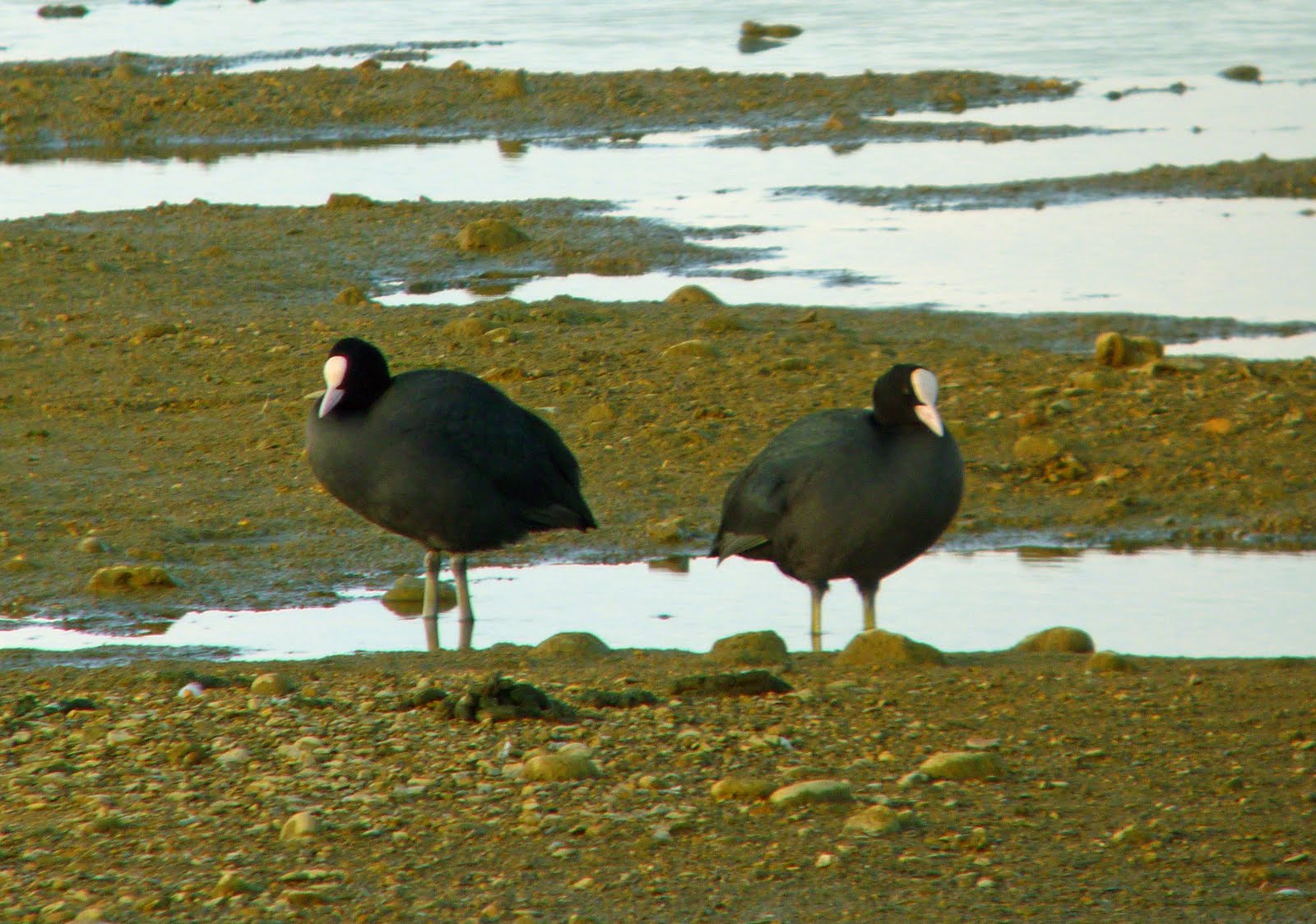 Hedgeland Tales: As bald as a Coot