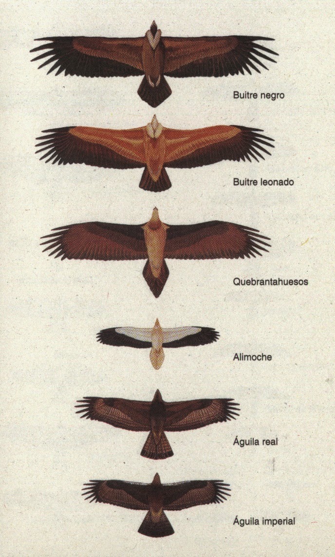 RECONOCIMIENTO DE RAPACES DIURNAS EN VUELO A TRAVÉS DE SU SILUETA