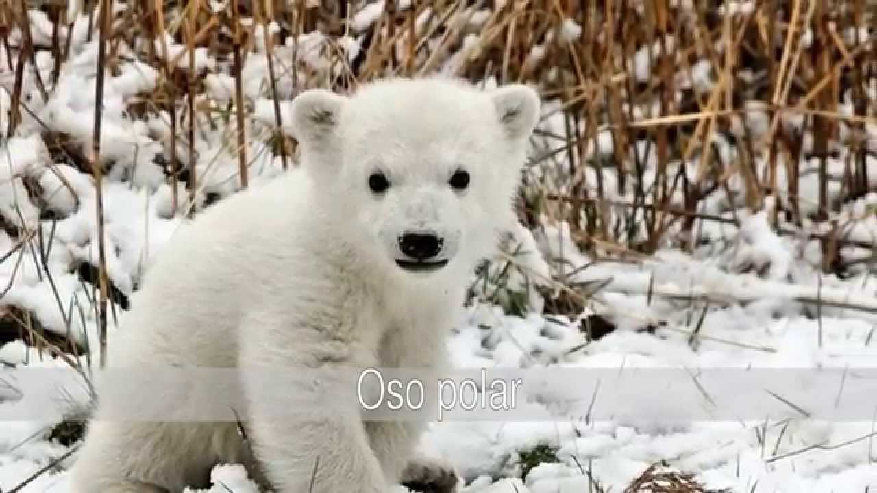 NIVEL INDIVIDUO , POBLACIÓN Y COMUNIDAD: 2016