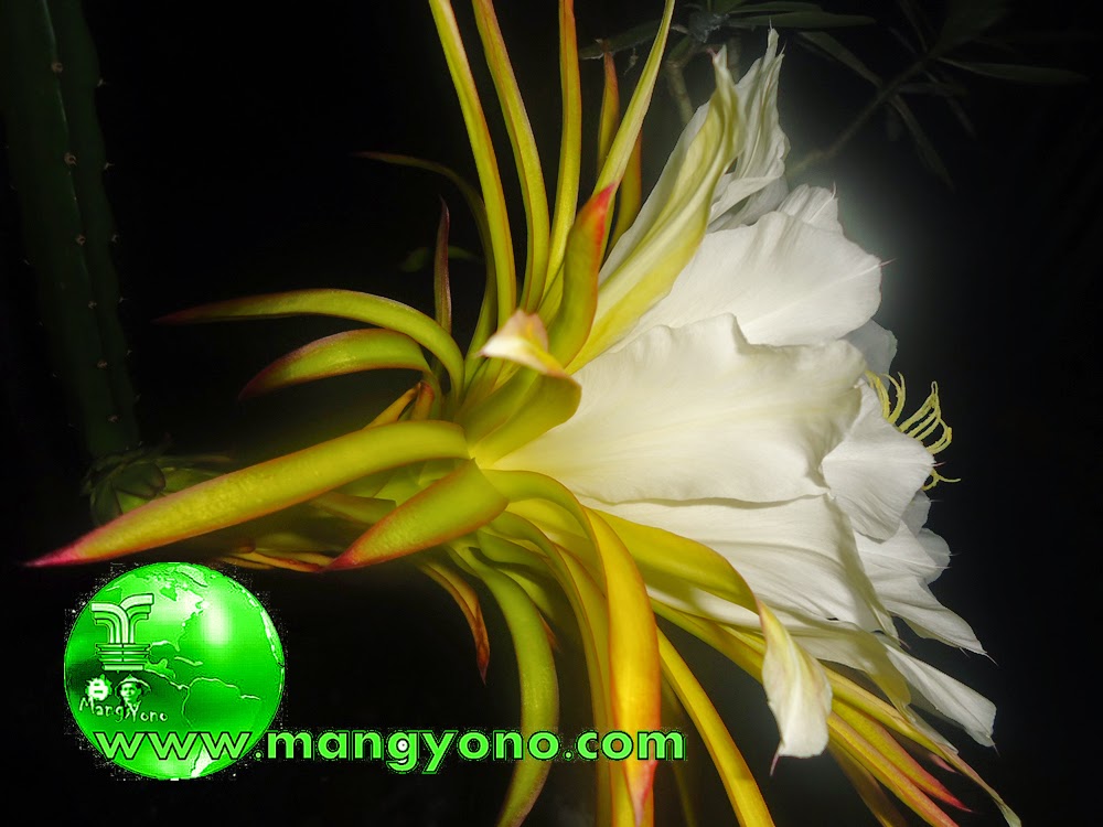 Proses mekarnya bunga buah naga