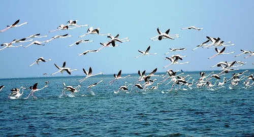 Largest Coastal Lagoon in India Chilika Lake