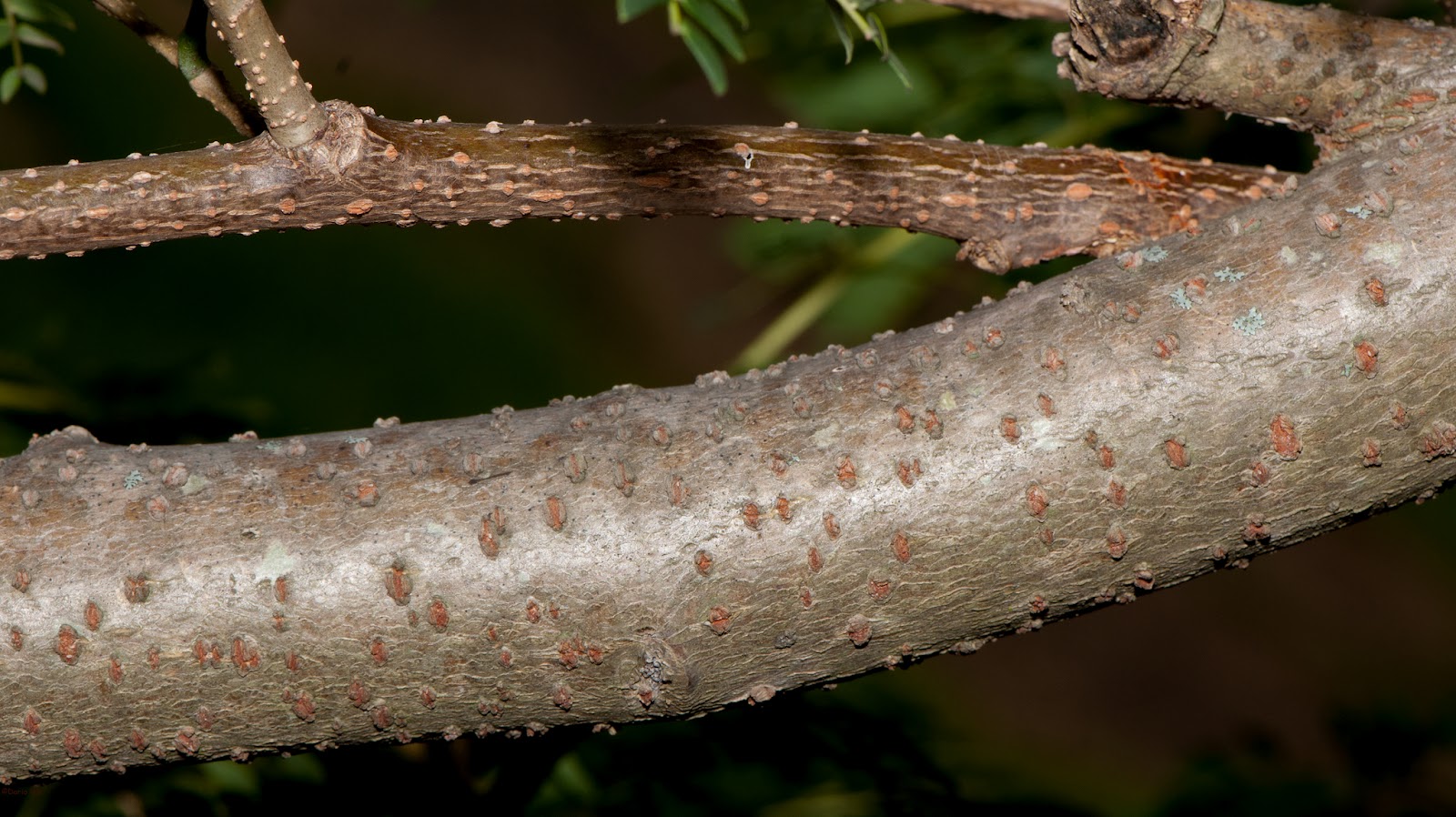 FOTOGRAFIAS DE LA FLORA AUTOCTONA DEL URUGUAY: TIMBÓ