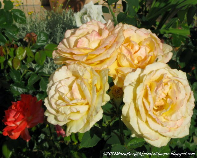 Africa to Algarve: Garden Bloggers' Bloom Day - May 2014