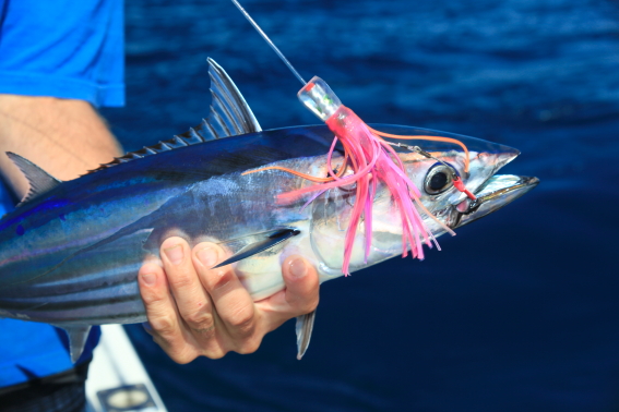 Compleat Angler Melbourne: Shimano Talica 8