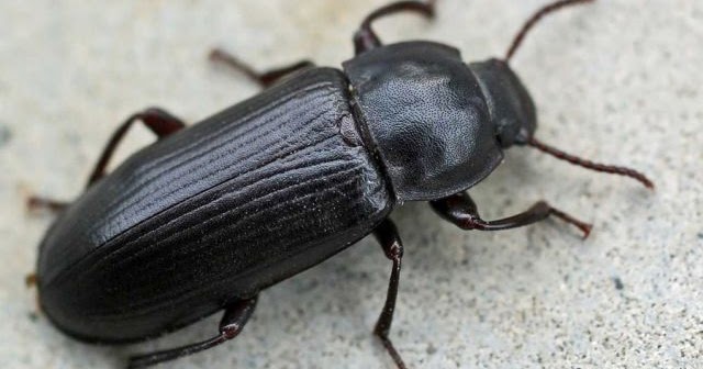 Le ténébrion meunier.