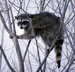 ShukerNature: QUEMI, SPANISH RACCOON, MINI-SOLENODON, AND NESOPHONTIDS ...