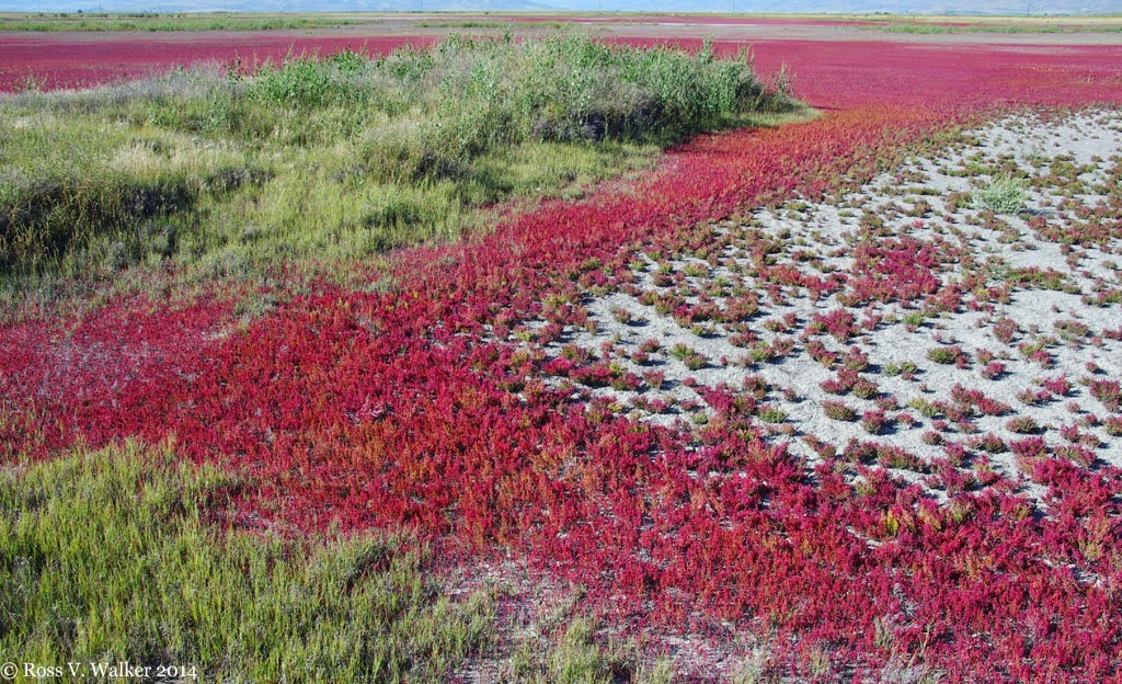Ross Walker photography: Pickleweed Autumn