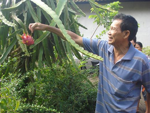 Tanaman Obat Keluarga (TOGA) Dawan Klod: Leaflet