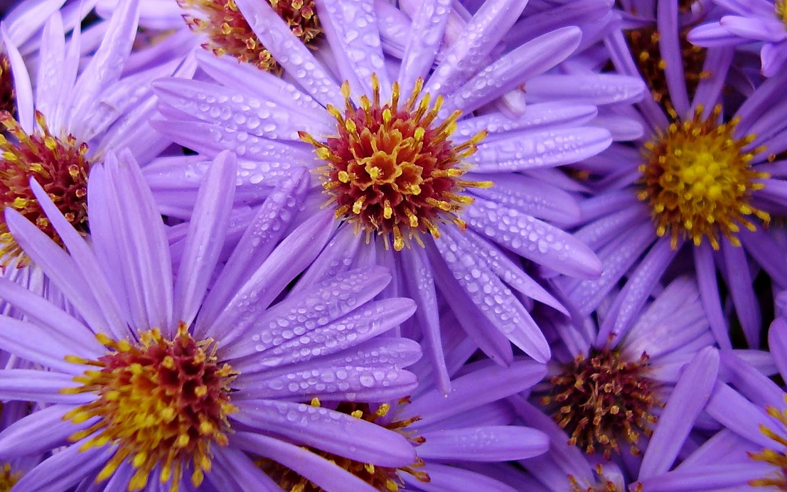 Hd Bloemen Wallpapers Mooie Leuke Achtergronden Voor - vrogue.co